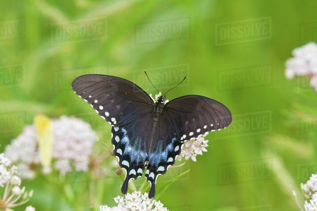 Flat Creek Natives, LLC